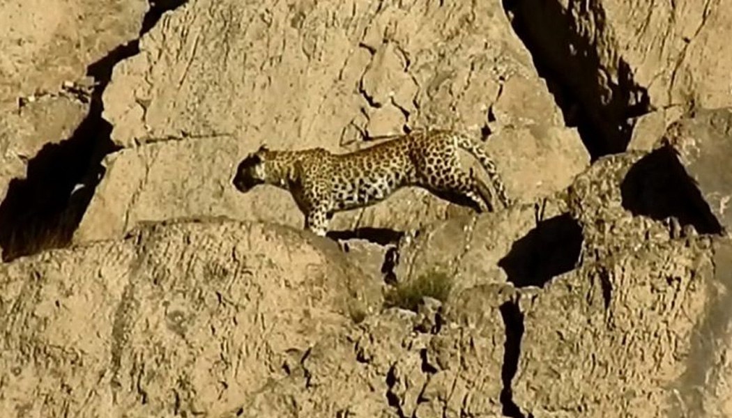 Balochistan: Pair of rare leopards sighted in mountains of Chiltan ...